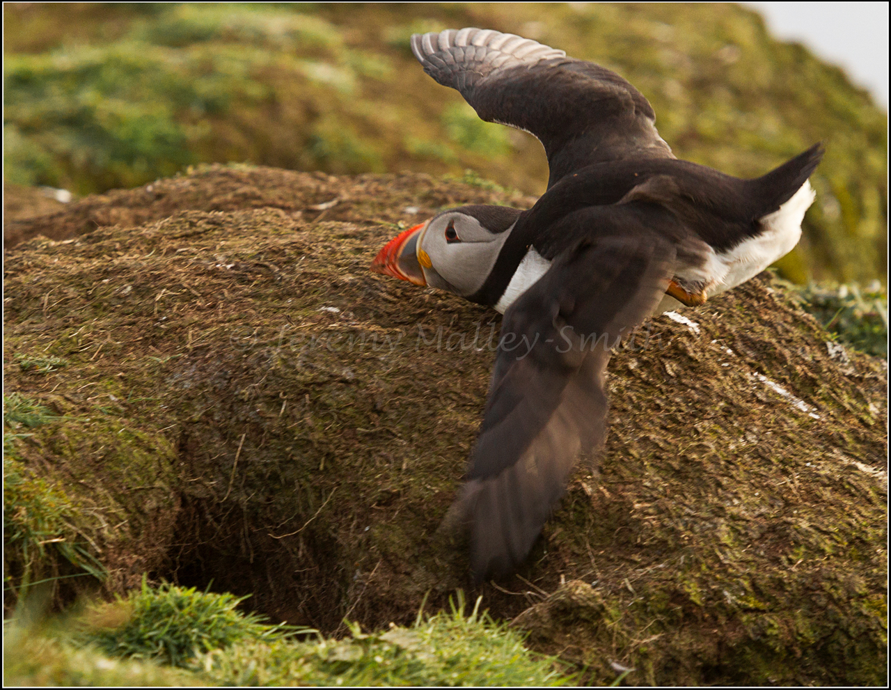 Puffins | Jeremy Malley-Smith