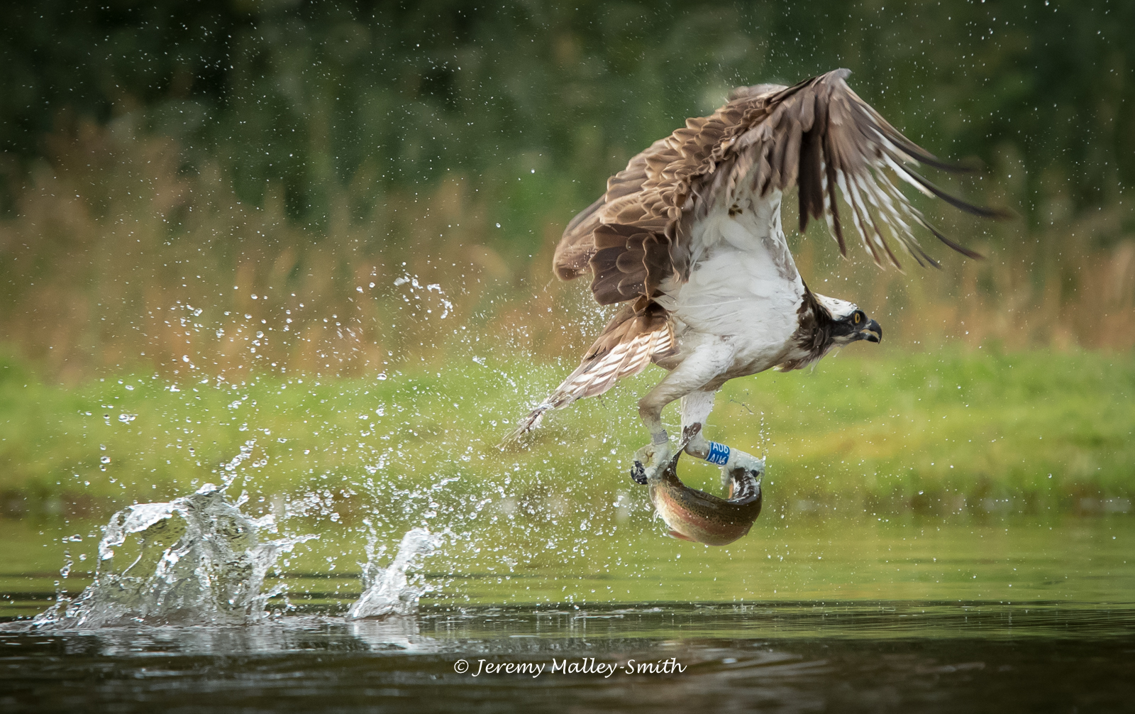 Ospreys | Jeremy Malley-Smith